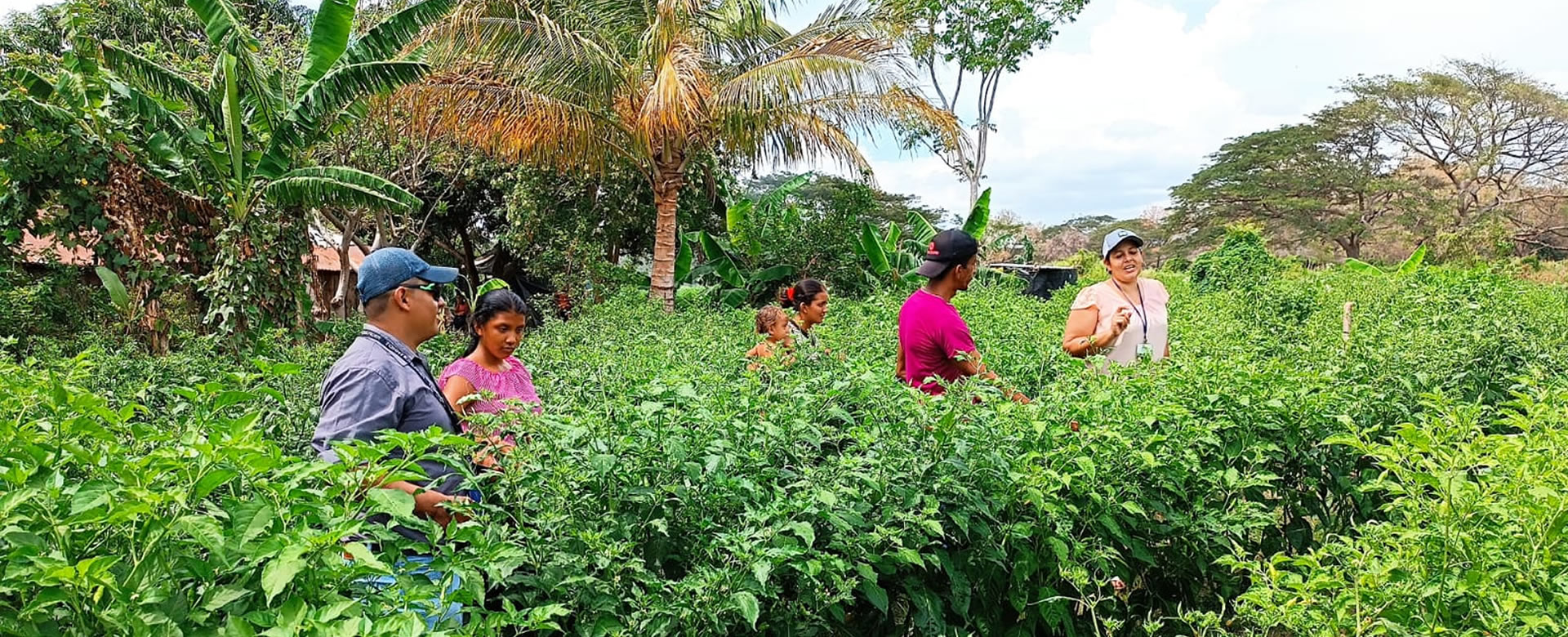 Granada: cultivo de chile tabasco, popular en parcelas familiares